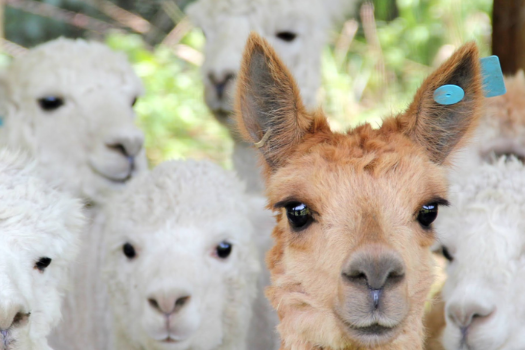 Green World Eco Farm & Little Ding-Dong e-Ticket